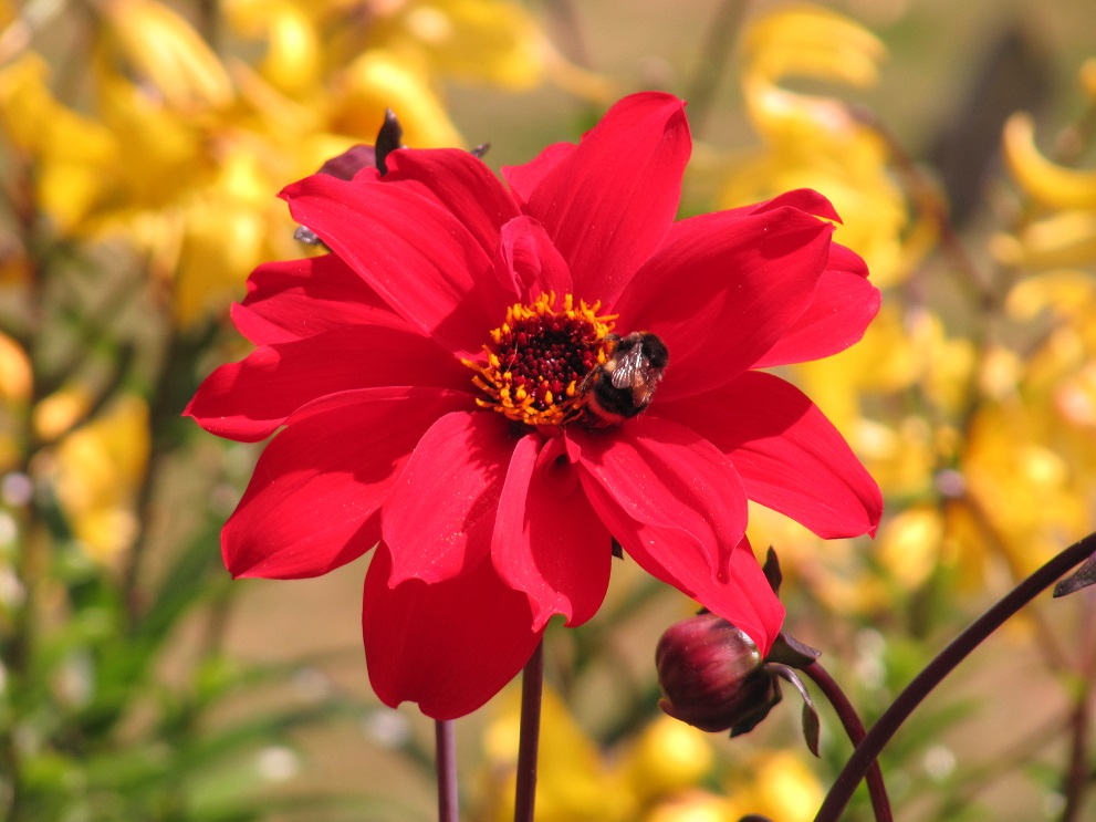 Earth Day — Garden Tour and LSE Archive Exhibit - Lincoln's Inn